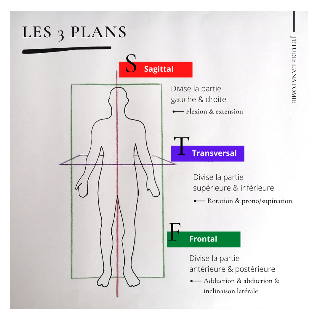 Les 3 plans anatomiques - Expression Studio - Coach sportive - Fribourg ...